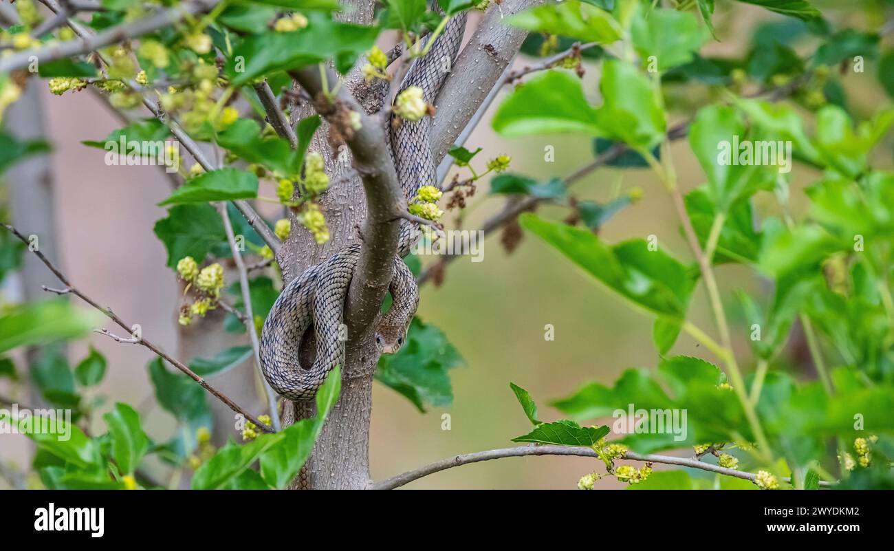 The black whip snake (Dolichophis jugularis) lives in its natural ...