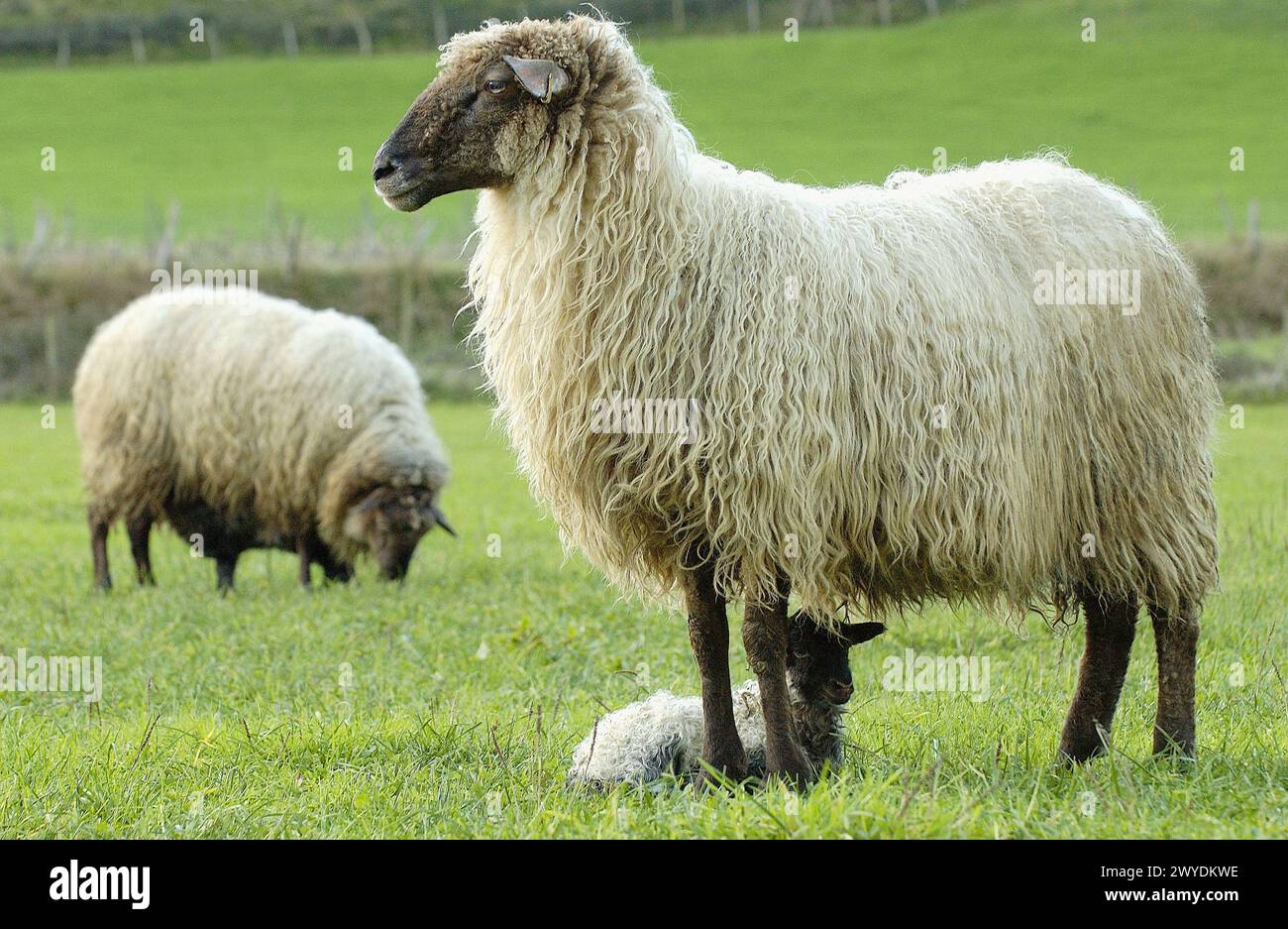 ´Latza´ sheep, adult and lamb. Legazpi. Guipúzcoa, Spain Stock Photo ...