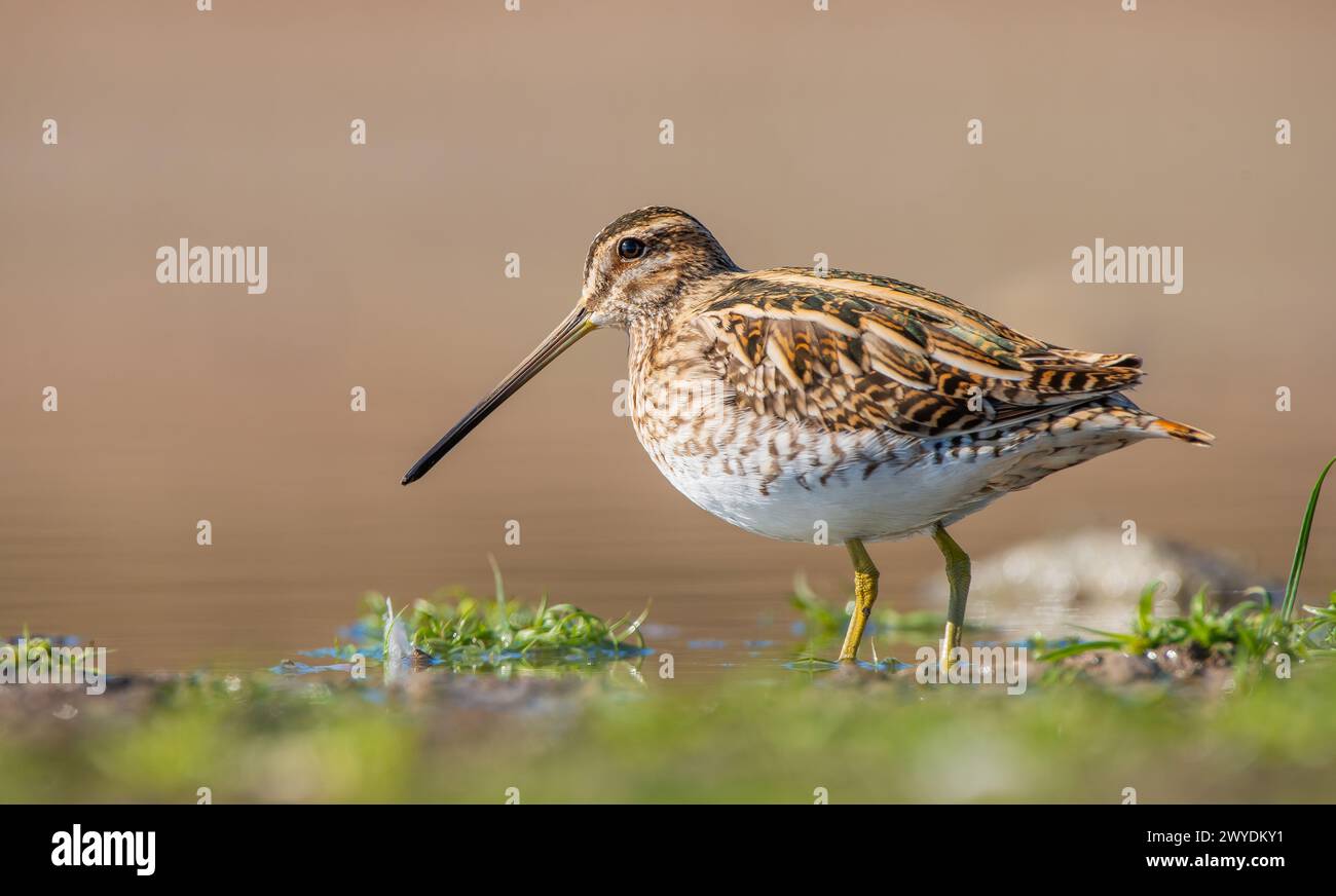 Common Snipe (Gallinago gallinago) is a bird that lives in wetlands and ...