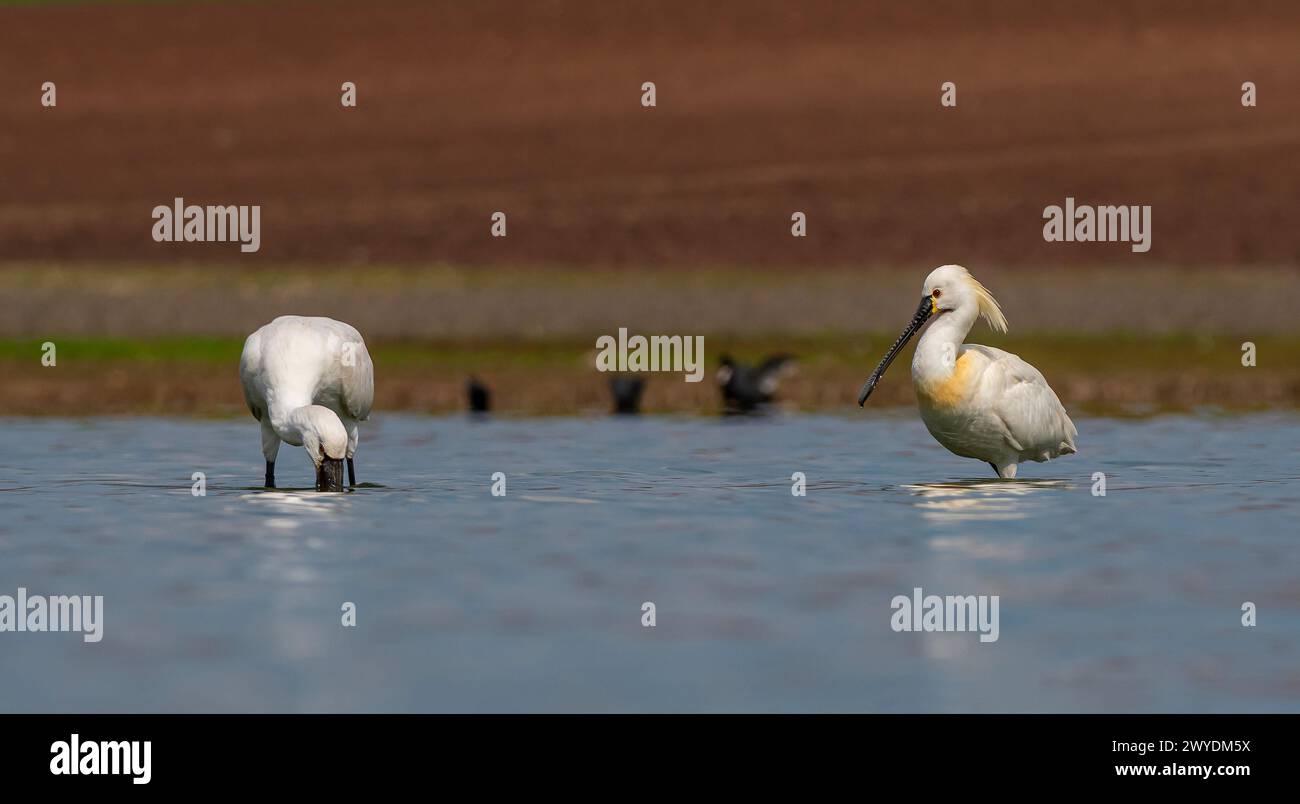 Eurasian Spoonbill (Platalea leucorodia) is a wetland bird that lives ...