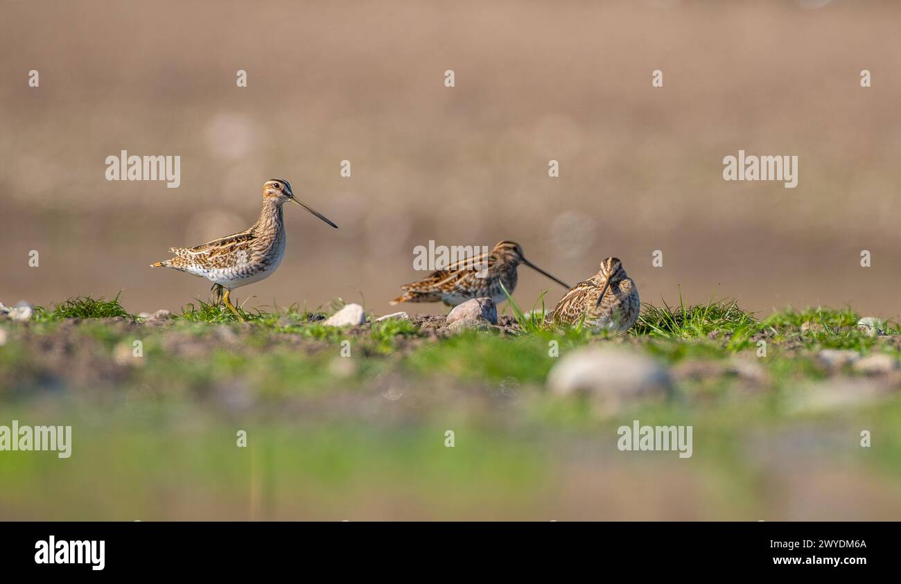Common Snipe (Gallinago gallinago) is a bird that lives in wetlands and ...