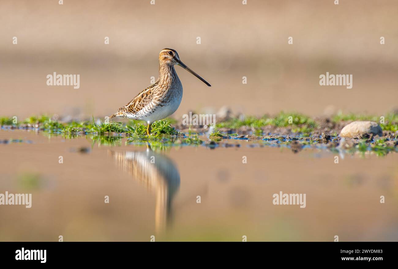 Common Snipe (Gallinago gallinago) is a bird that lives in wetlands and ...