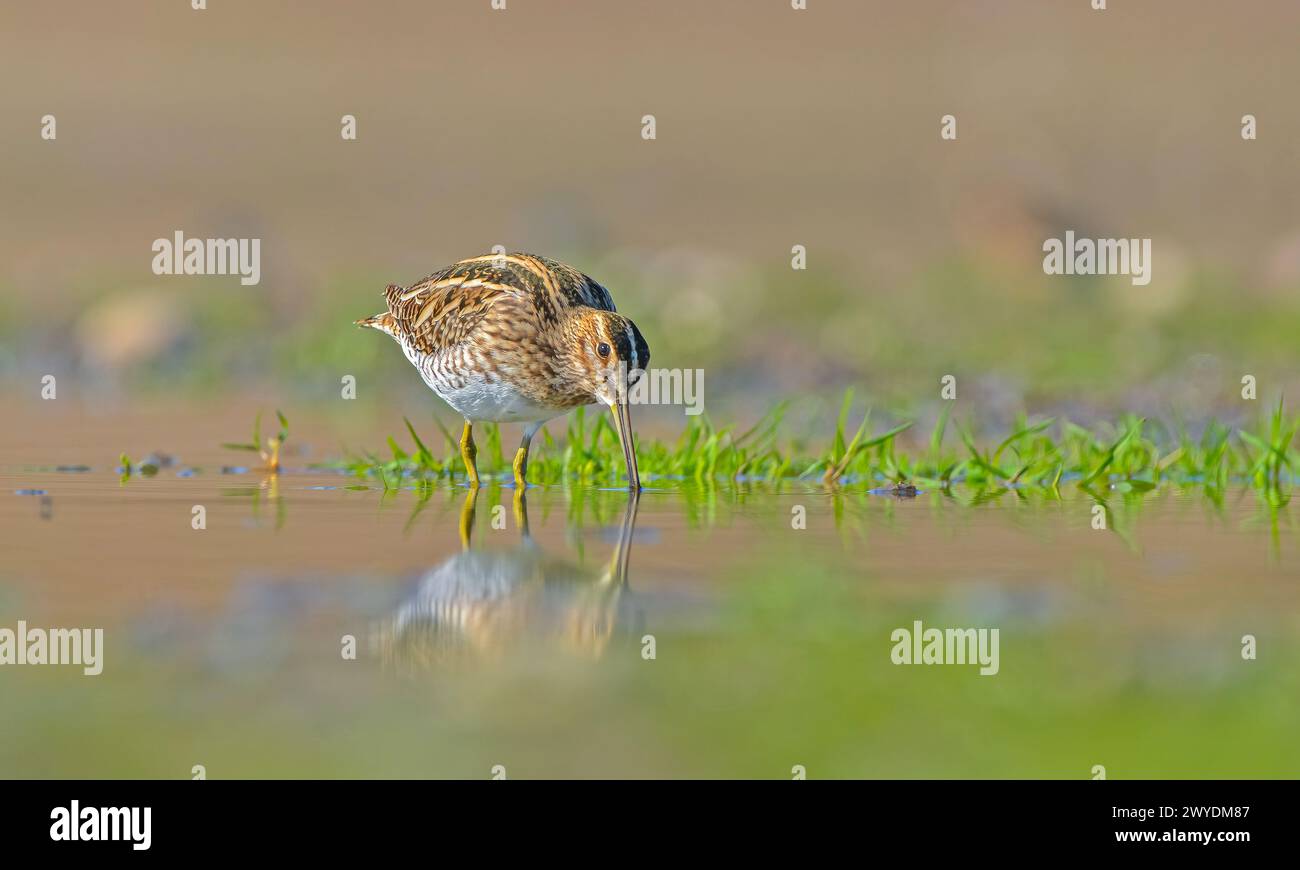 Common Snipe (Gallinago gallinago) is a bird that lives in wetlands and ...