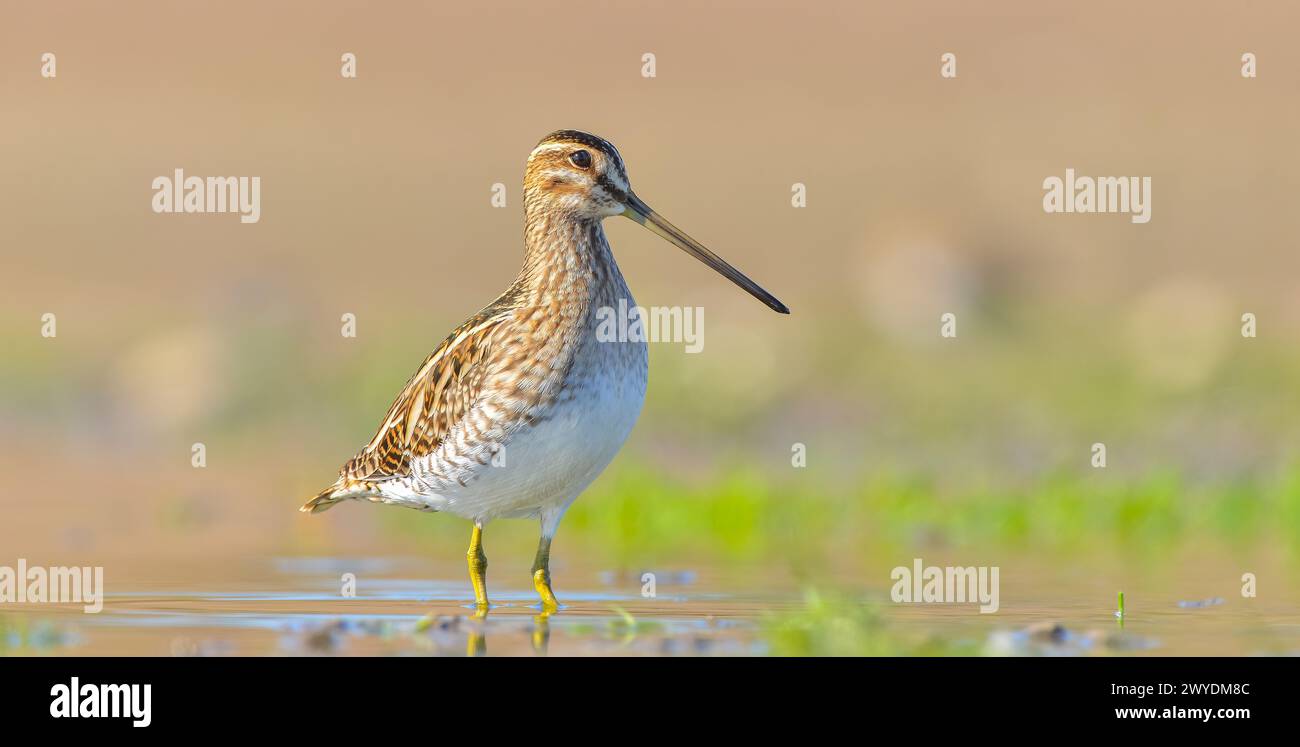 Common Snipe (Gallinago gallinago) is a bird that lives in wetlands and ...