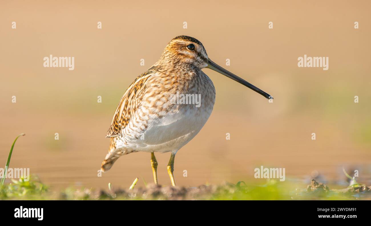 Common Snipe (Gallinago gallinago) is a bird that lives in wetlands and ...