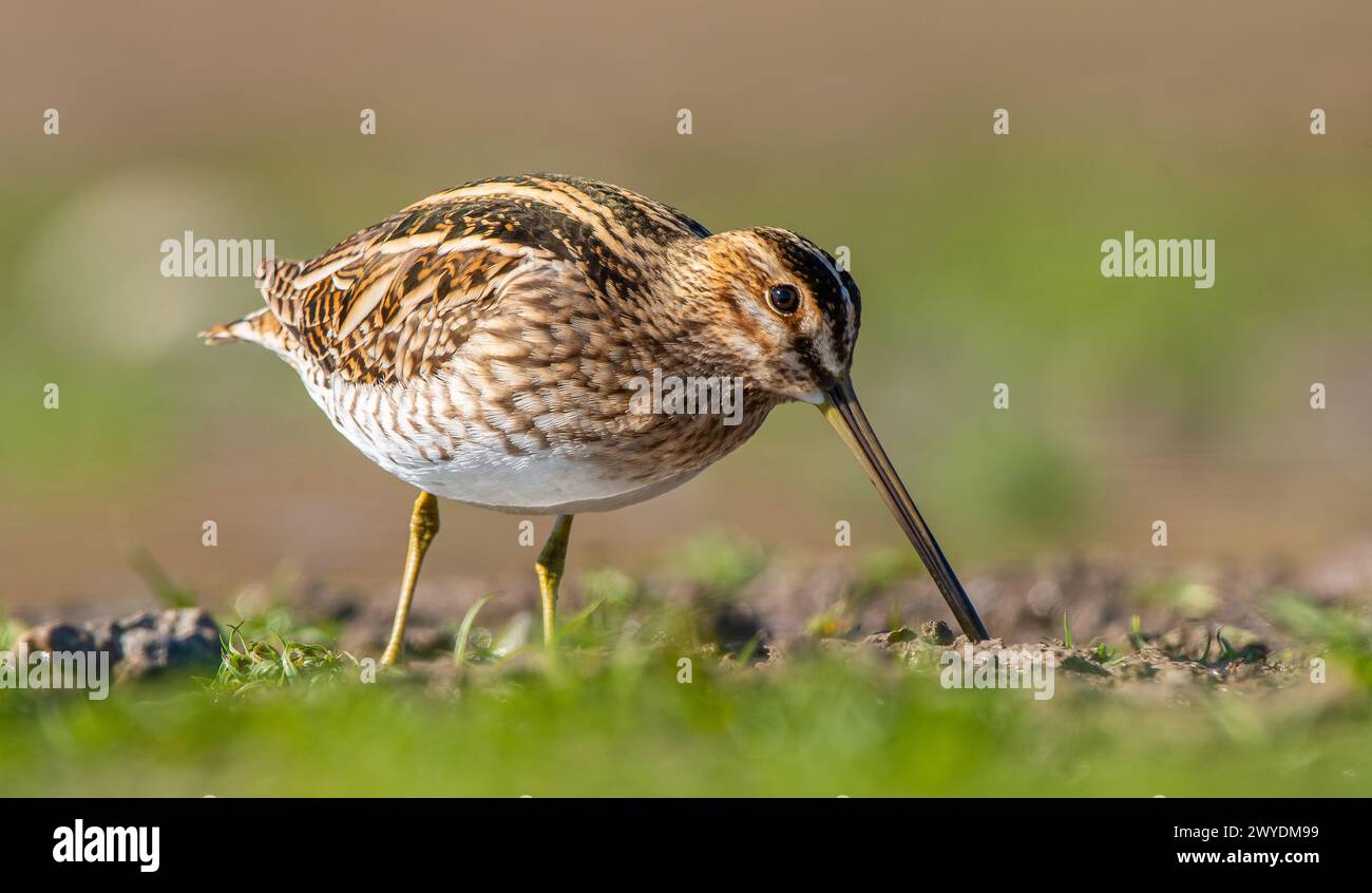 Common Snipe (Gallinago gallinago) is a bird that lives in wetlands and ...
