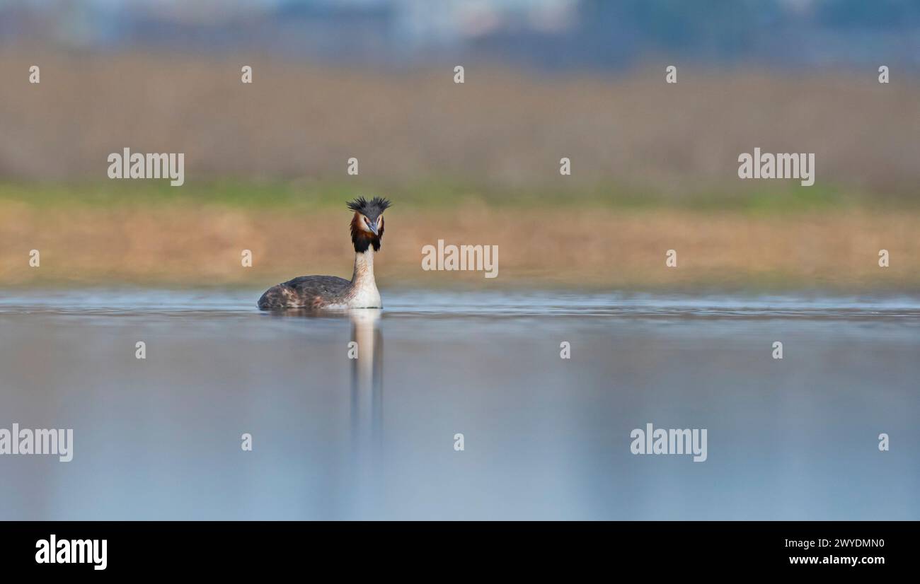The Great Crested Grebe (Podiceps cristatus) is a wetland bird that ...