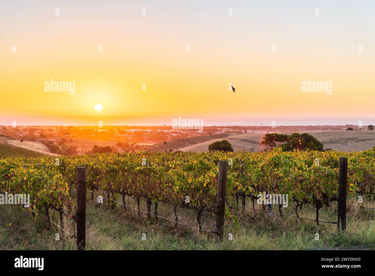 McLaren Vale wine region vineyards during spectacular sunset, South ...