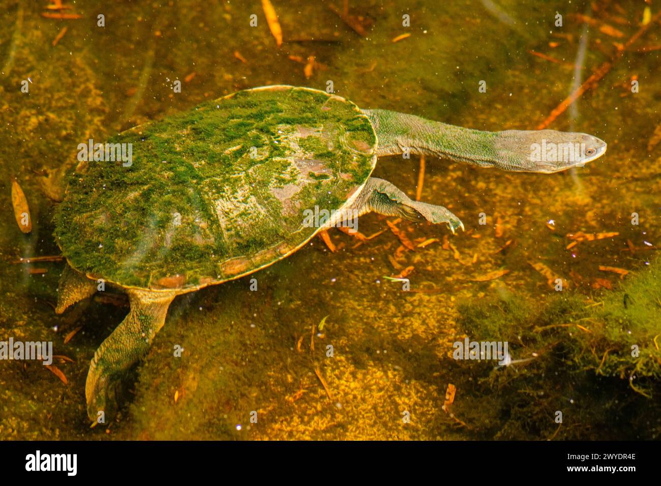 Eastern long-necked turtle is an east Australian species of snake ...