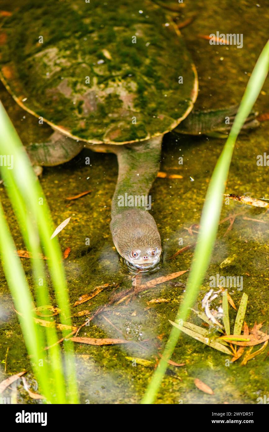 Eastern long-necked turtle is an east Australian species of snake ...