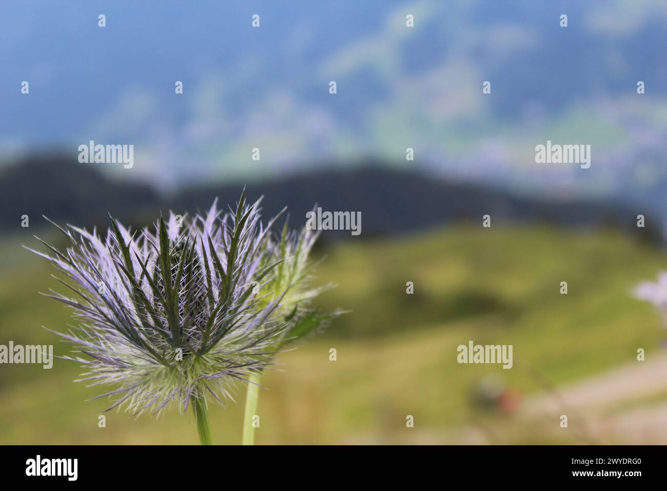 Austrian alps flower hi-res stock photography and images - Alamy