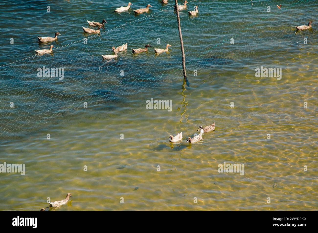 Ducks swaddling and chilling on a beach | Peaceful Stock Photo - Alamy