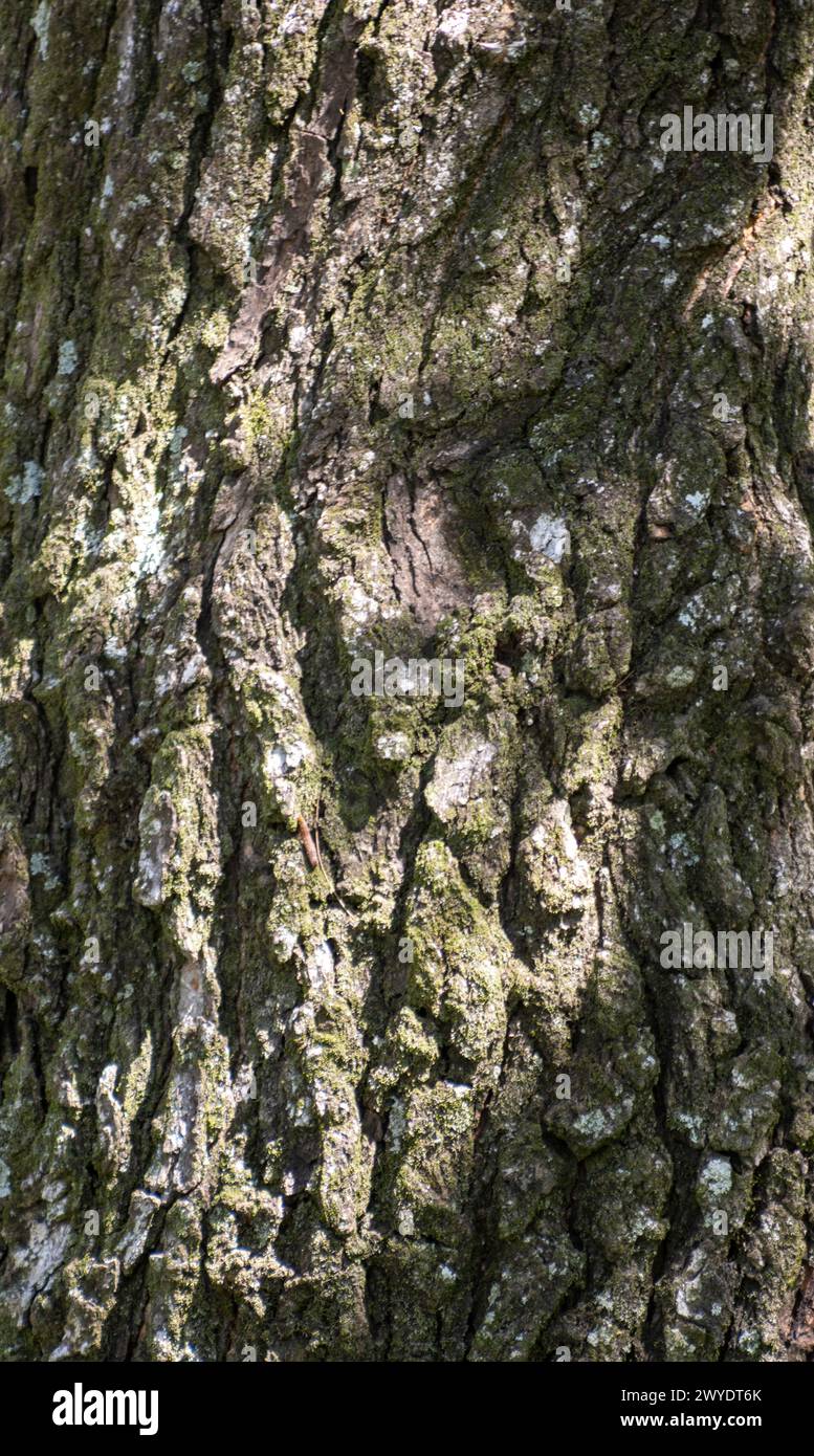 Close-up vertical photo of old dark textured trunk Stock Photo - Alamy