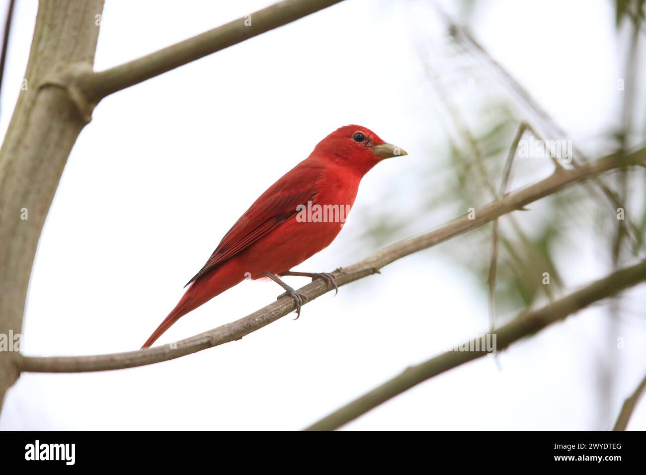 The summer tanager (Piranga rubra rubra) is a medium-sized American ...