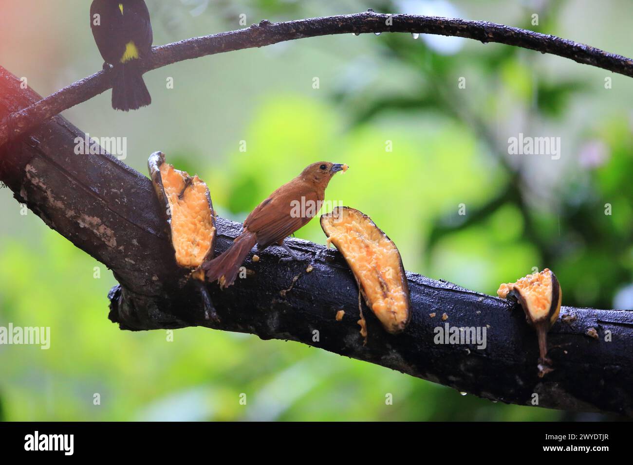 The summer tanager (Piranga rubra rubra) is a medium-sized American ...