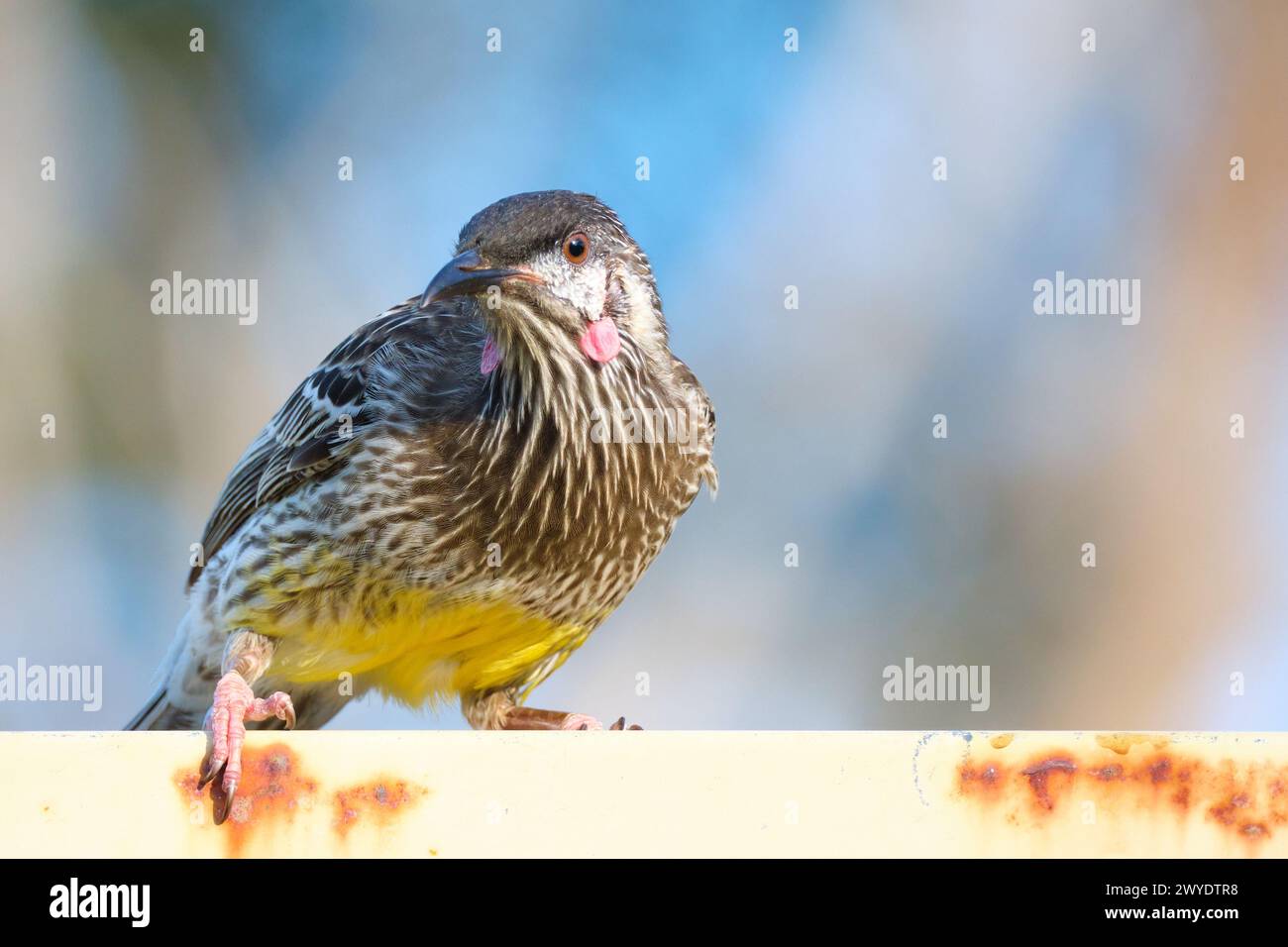 Birds with wattles hi-res stock photography and images - Alamy