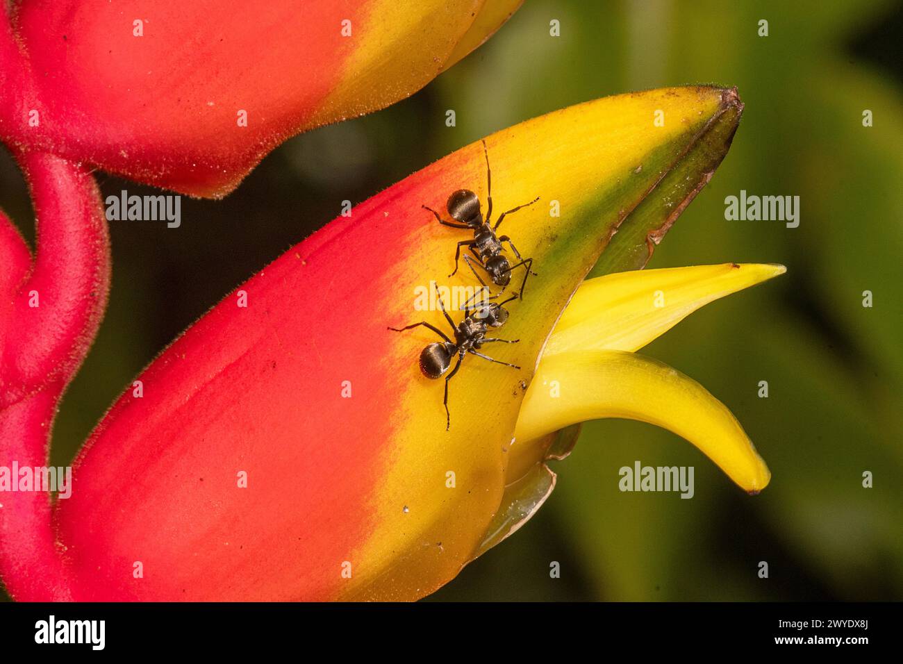 Spiny Ants (Polyrhachis genus) on an Heliconia rostrata, Cairns, Far ...