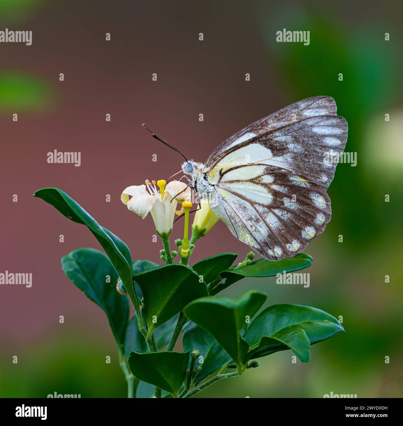 A Pioneer White Butterfly or Caper White (Belenois aurota) drinking ...