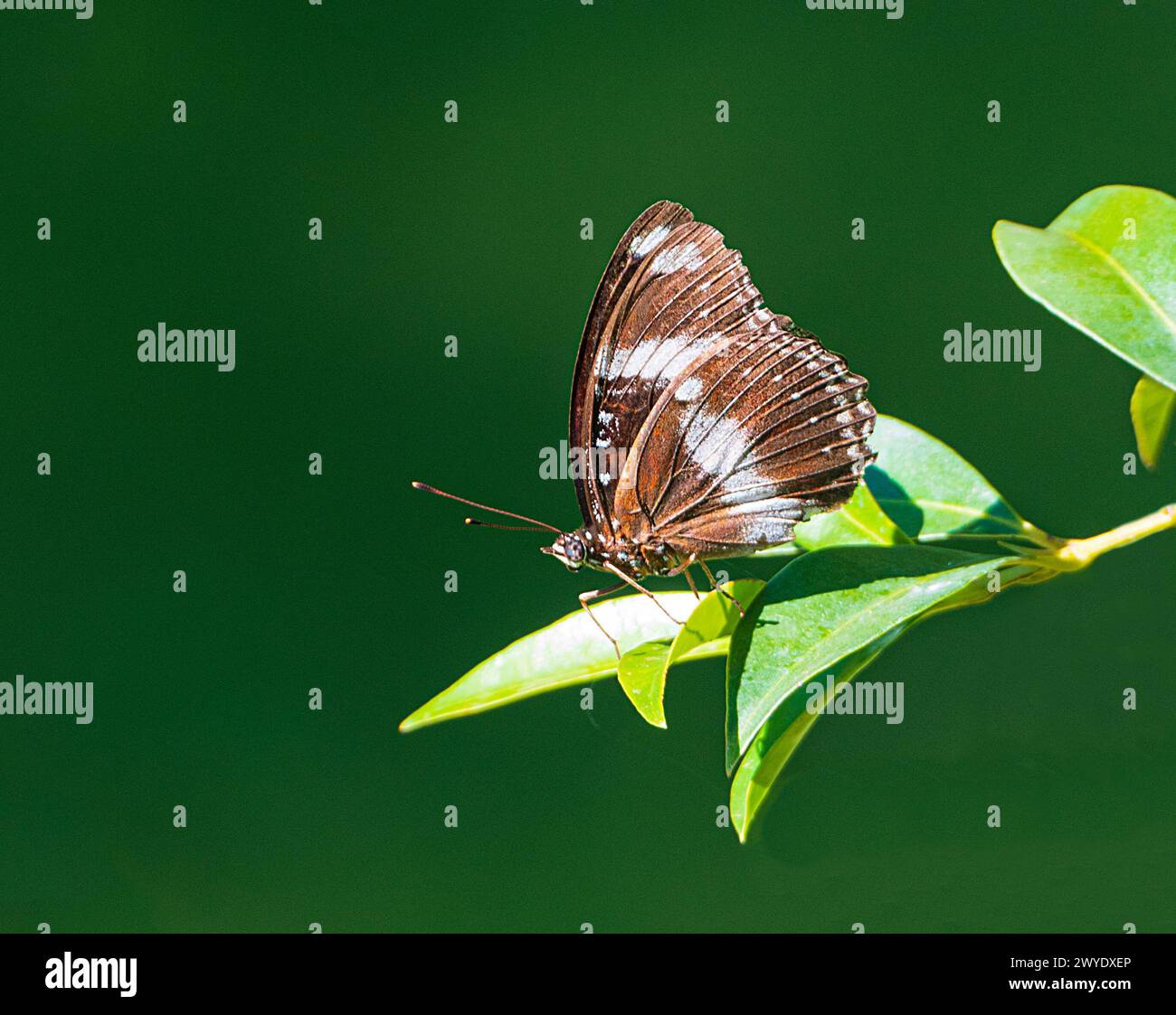 Blue moon butterfly hi-res stock photography and images - Alamy