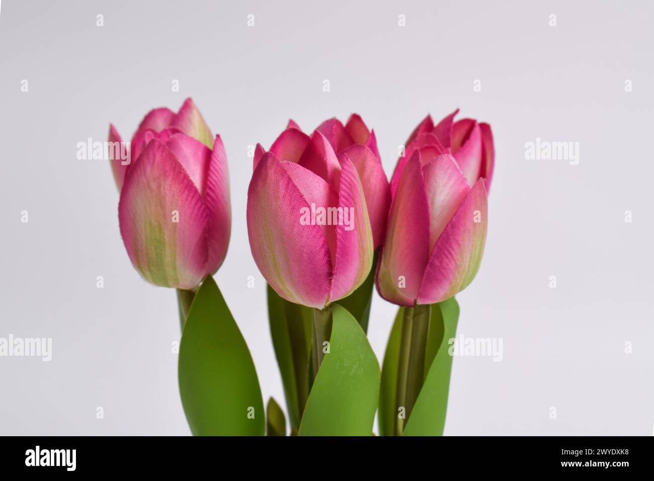 Artificial pink tulips. Plastic ornamental plant isolated on white ...