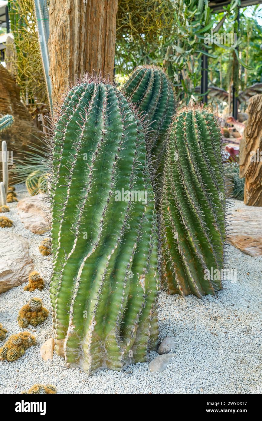 Tall full cacti Ferocactus hamatacanthus, Turks head cactus. Its ...