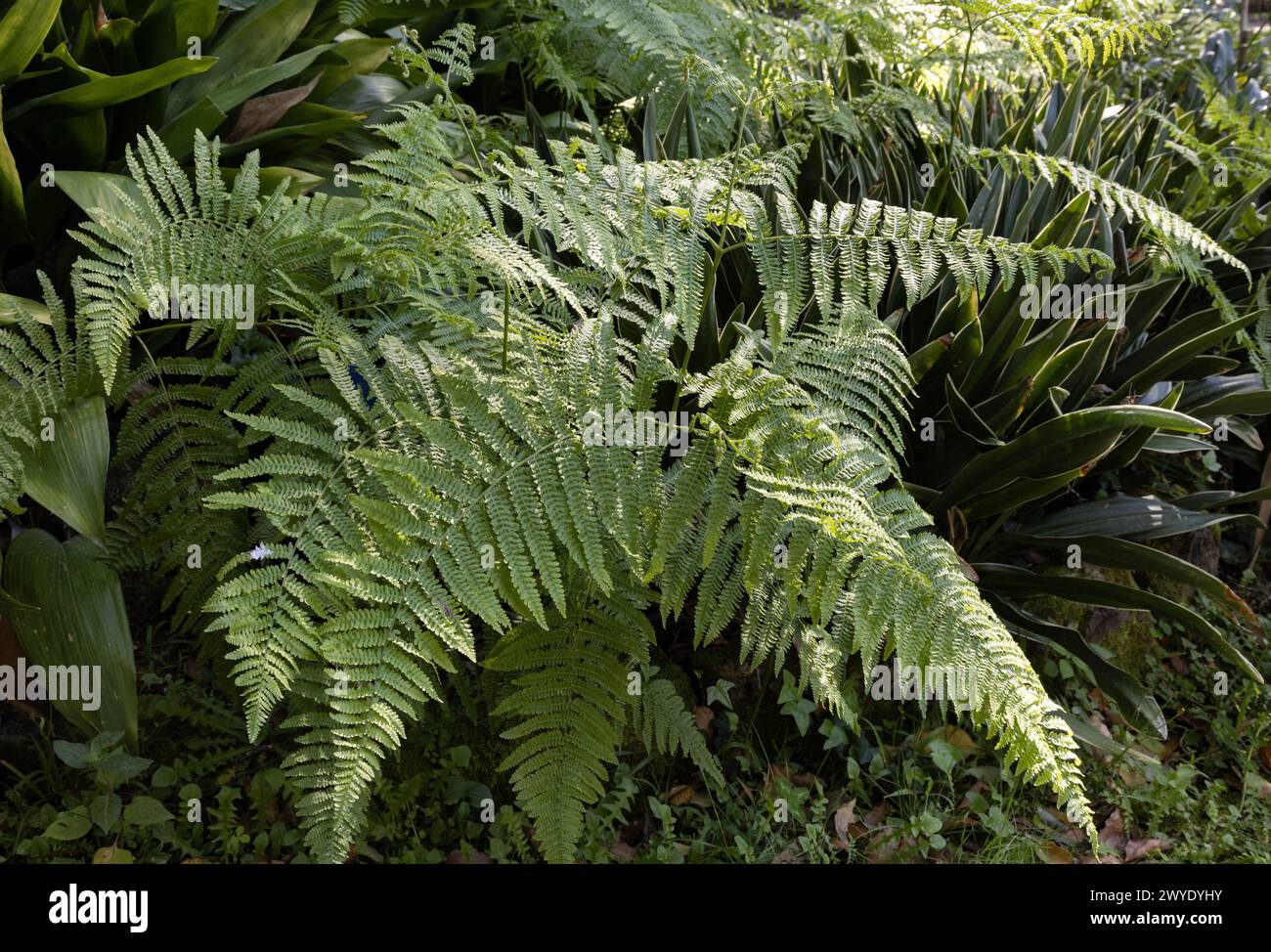 Pteridium aquilinum, also known as common bracken, or eagle fern, is a ...