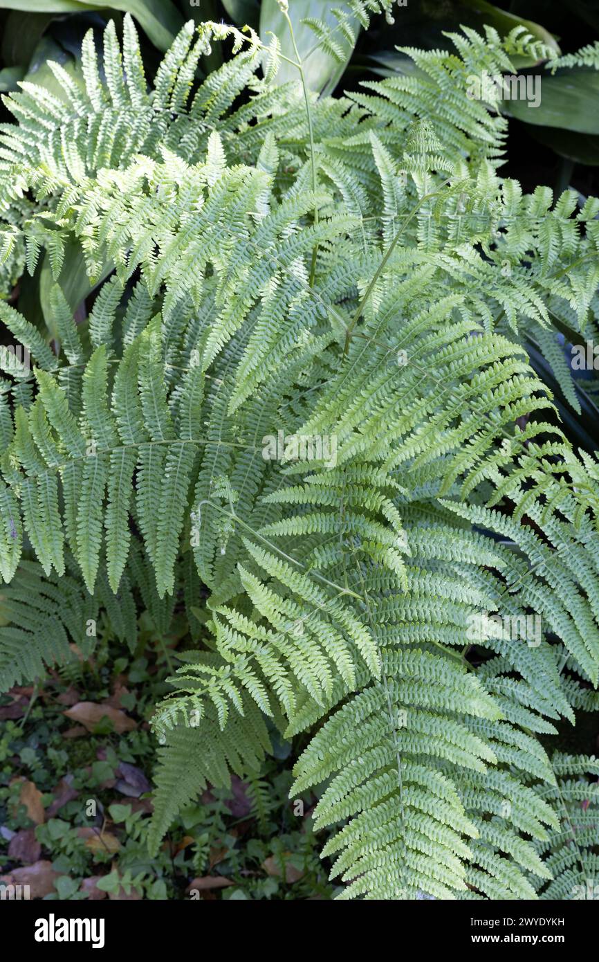 Pteridium aquilinum, also known as common bracken, or eagle fern, is a ...