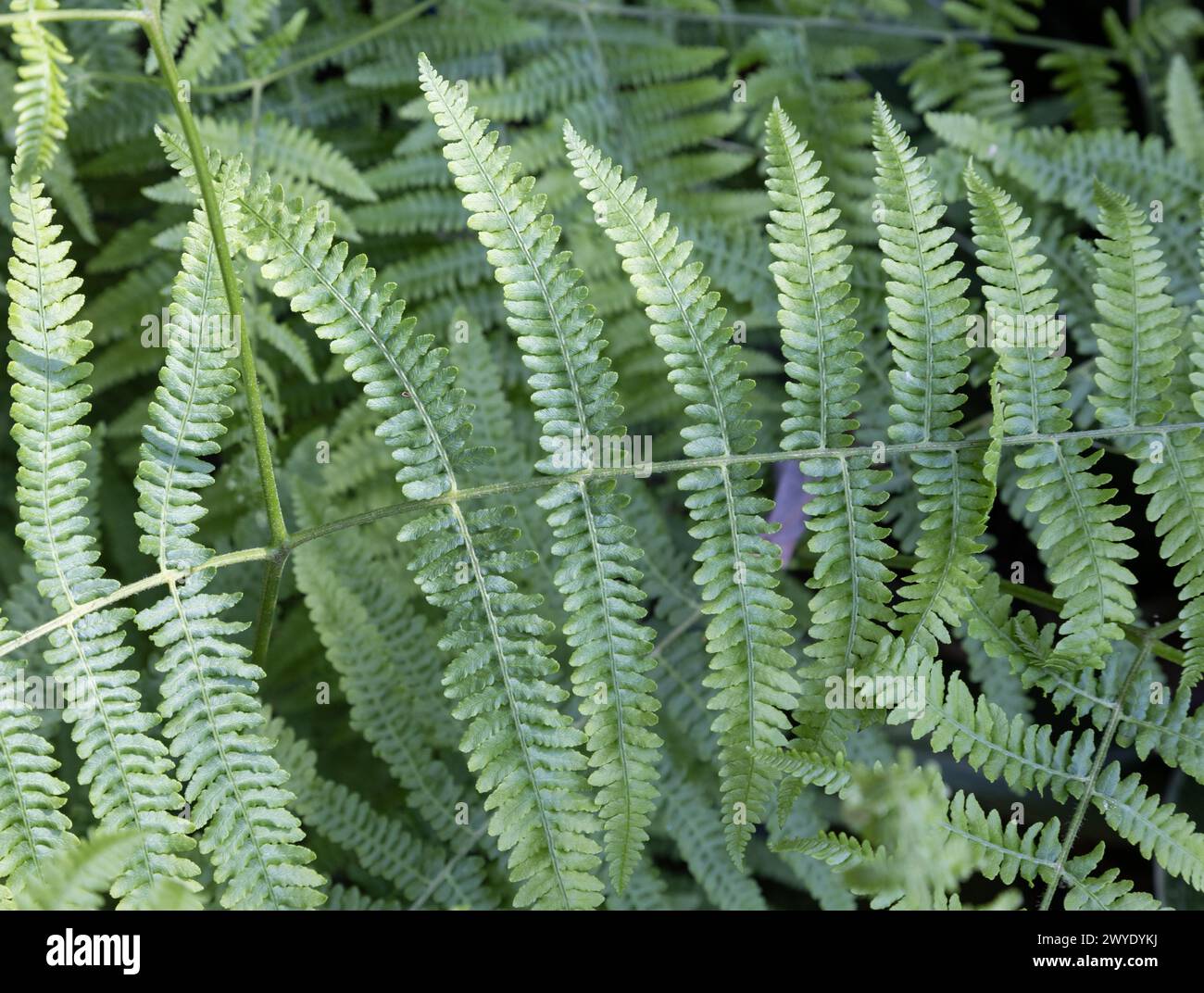 Pteridium aquilinum, also known as common bracken, or eagle fern, is a ...