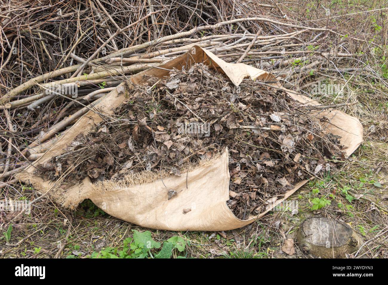 Dry leaves and branches in a garbage bag. Environmental pollution Stock ...