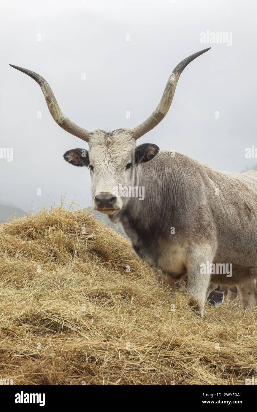 Hungarian grey cow young hi-res stock photography and images - Alamy