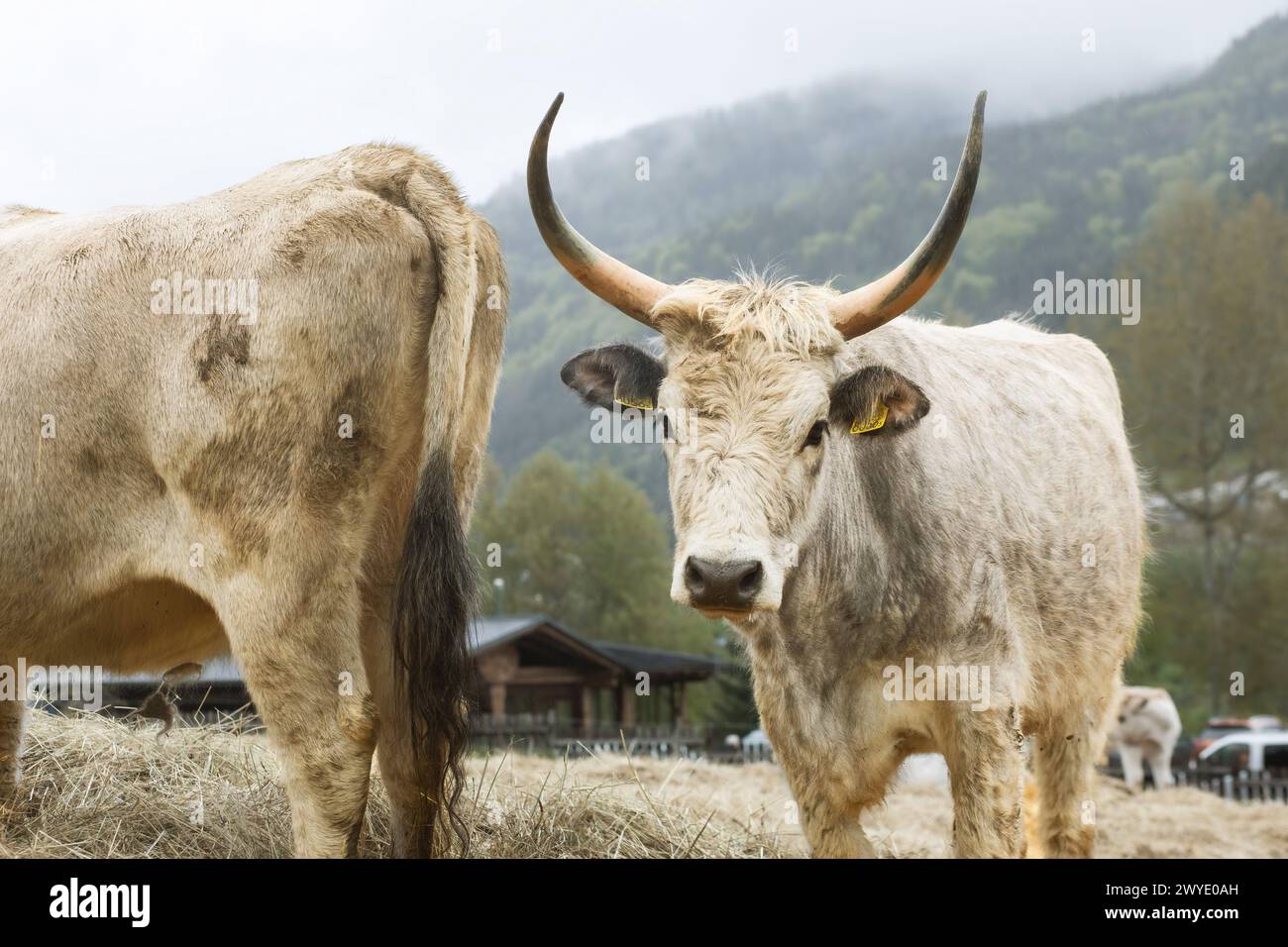 Hungarian grey cattle cows eating hi-res stock photography and images ...