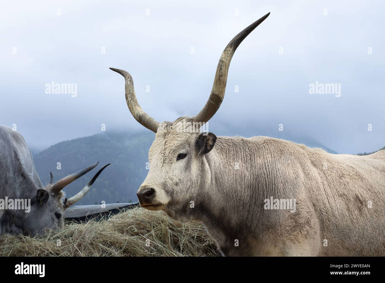Hungarian grey cattle cows eating hi-res stock photography and images ...
