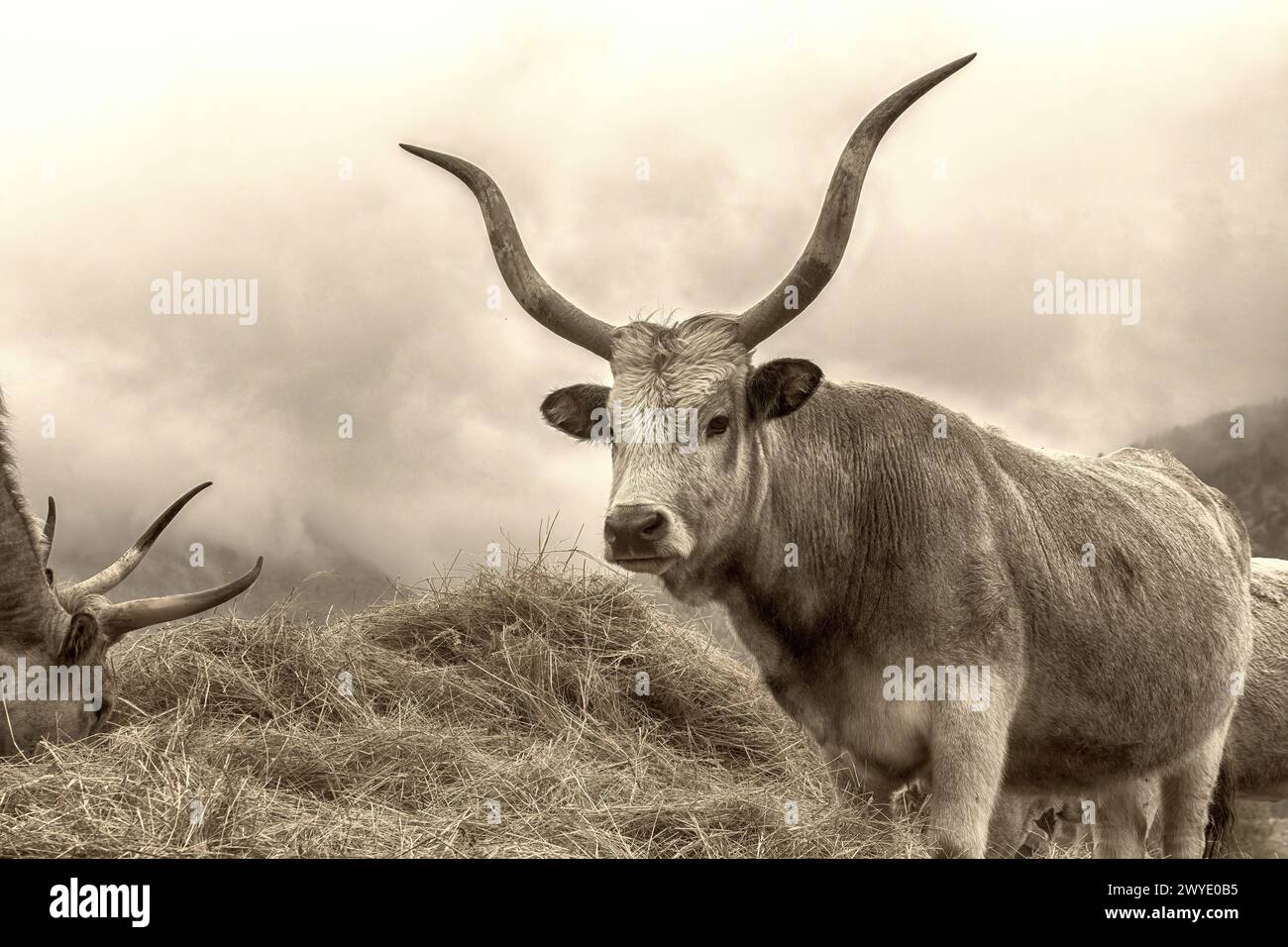 Hungarian grey cattle on animal farm Stock Photo - Alamy