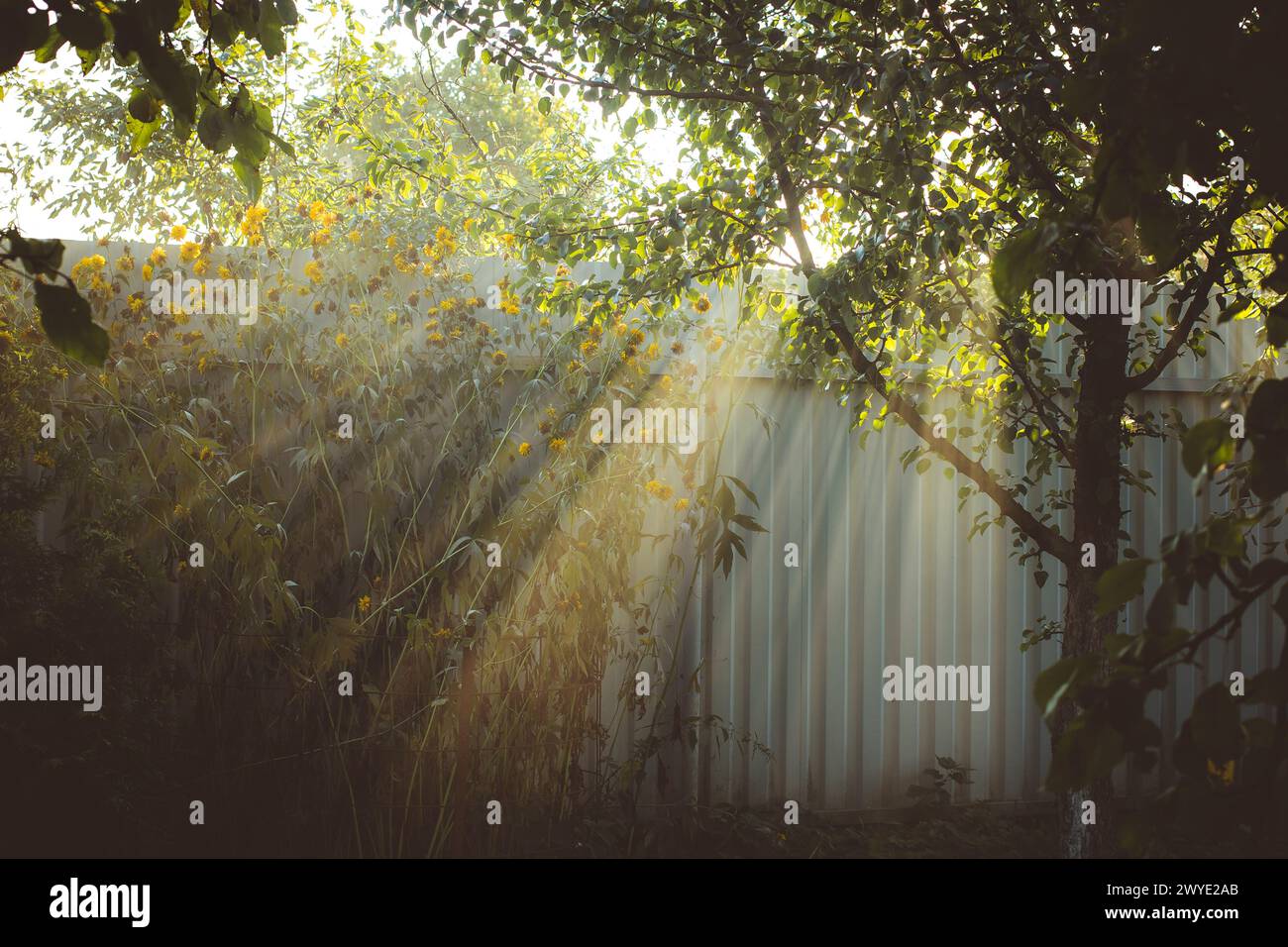 Beautiful rays of light making their way through the leaves of a tree in the garden Stock Photo ...