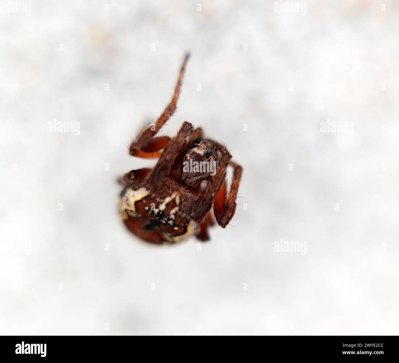 Spider snow surface hi-res stock photography and images - Alamy