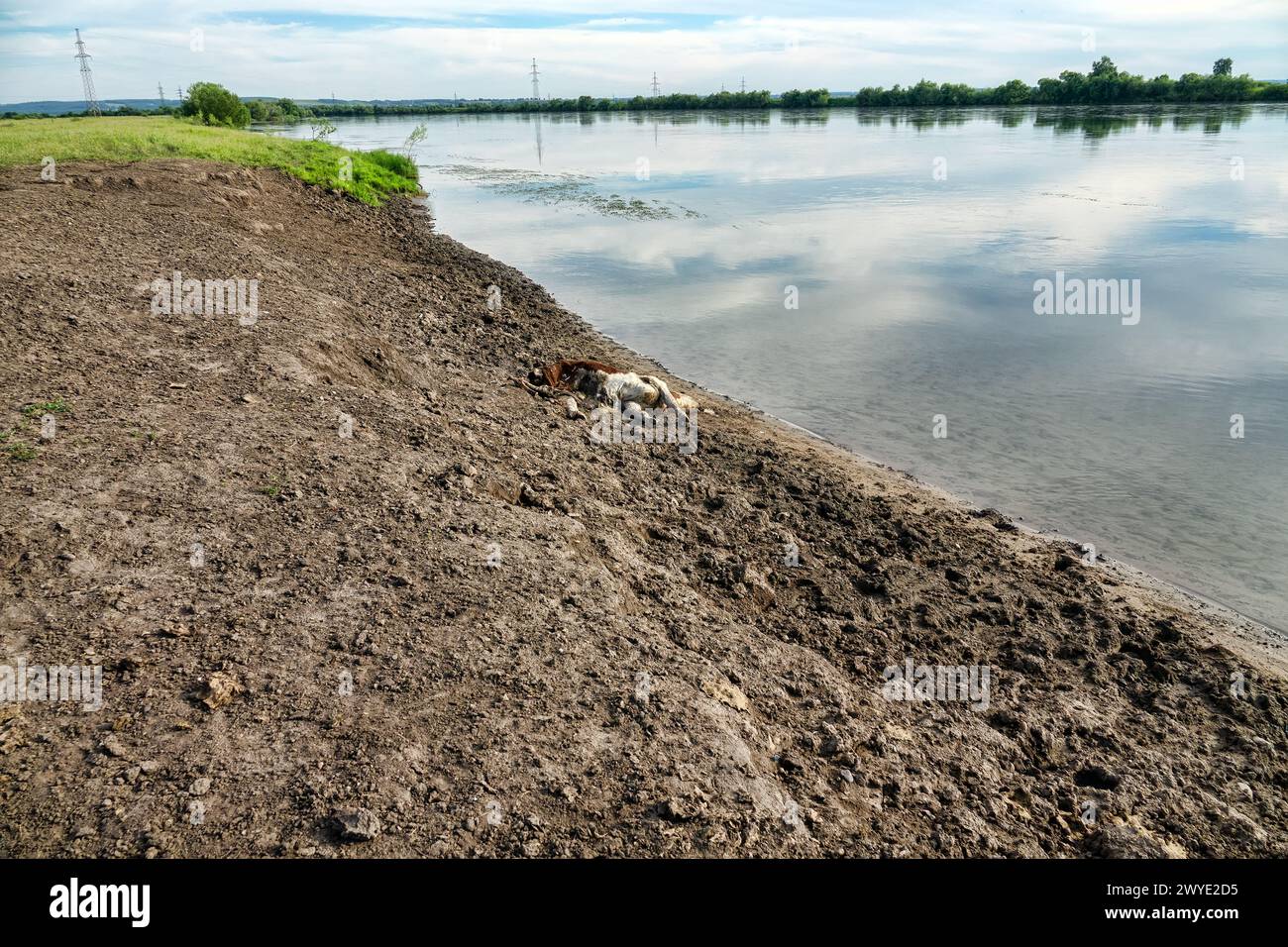 Livestock deaths, loss of cattle. A young bull or cow died on the ...