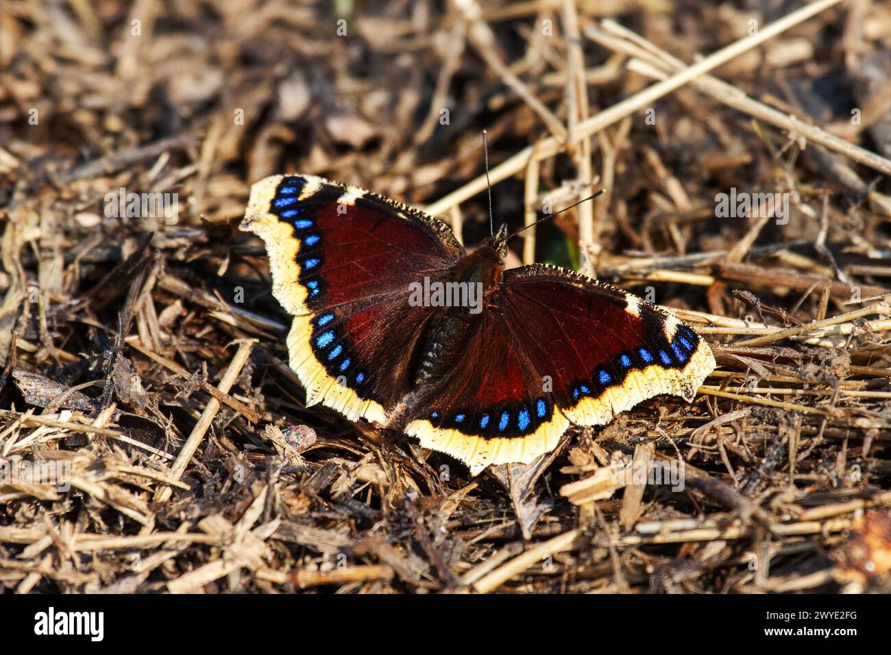 Mourning cloak butterfly (Nymphalis antiopa) flies in early spring at ...
