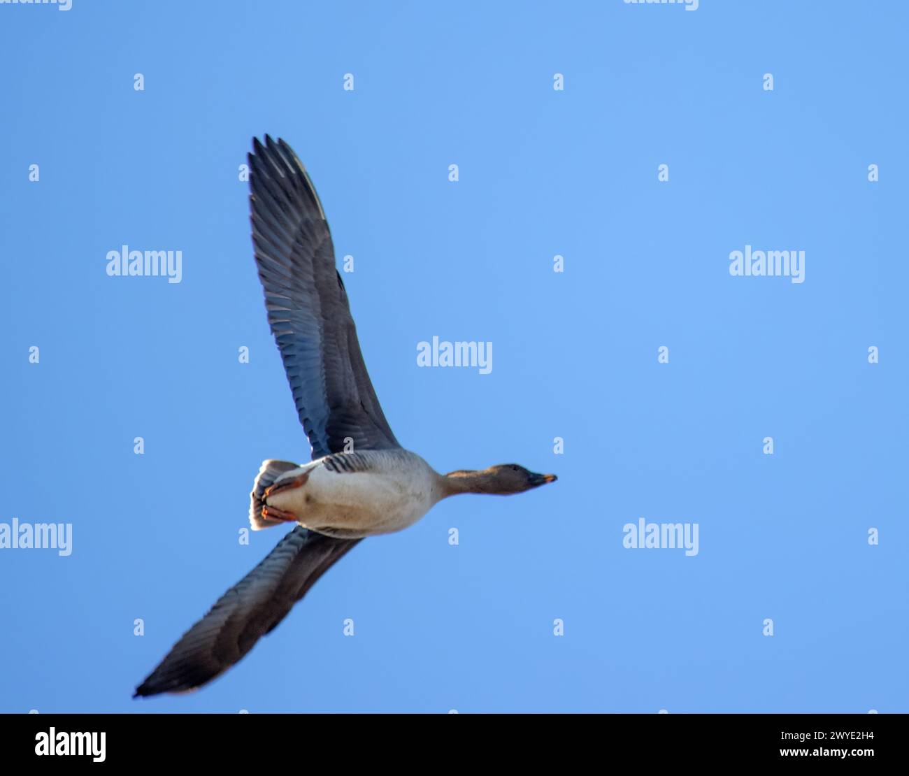 Forest bean goose subspecies (Anser fabalis fabalis) in flight. The ...