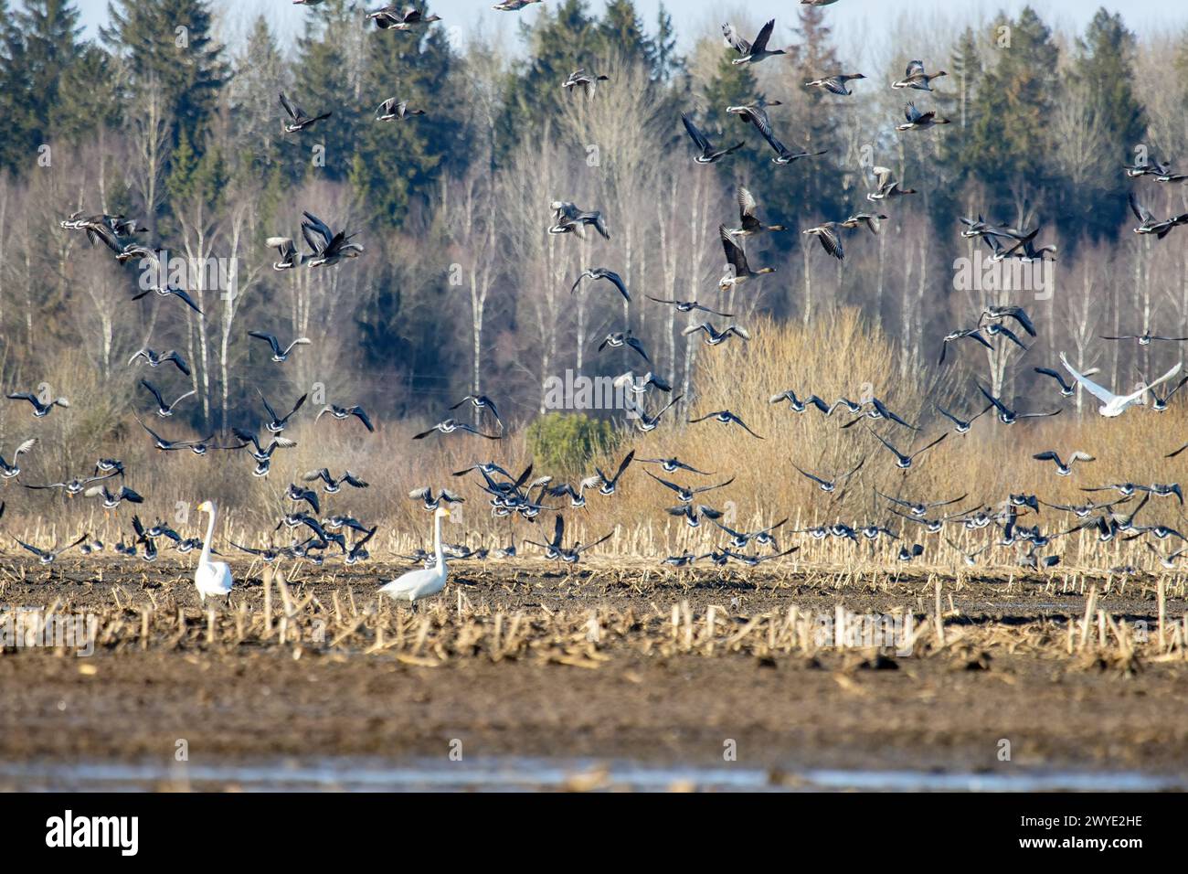 An example of mixed wintering of aquatic birds (Bean goose (Anser ...