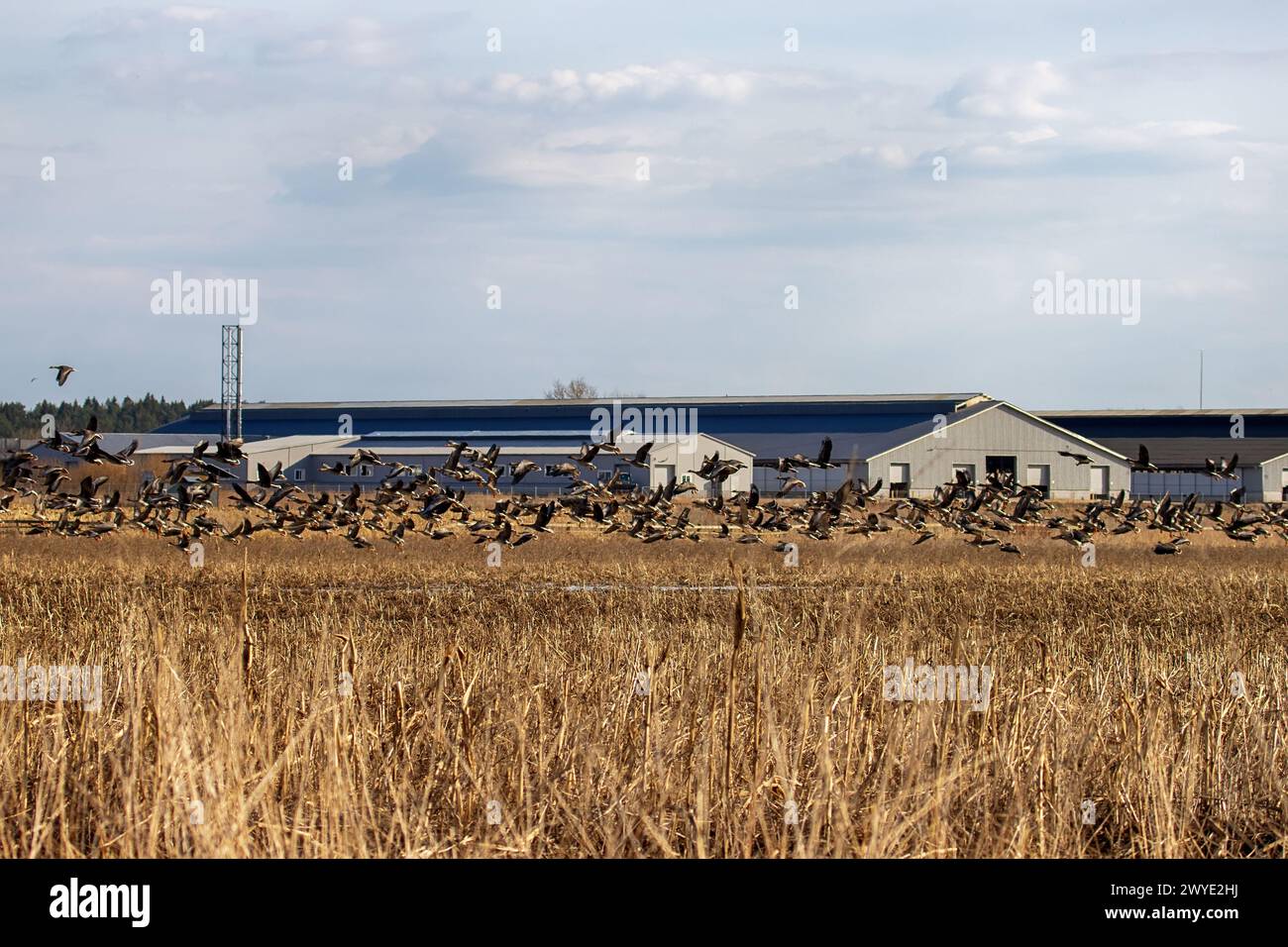 Wild geese overwinter on European former cornfields and near livestock ...