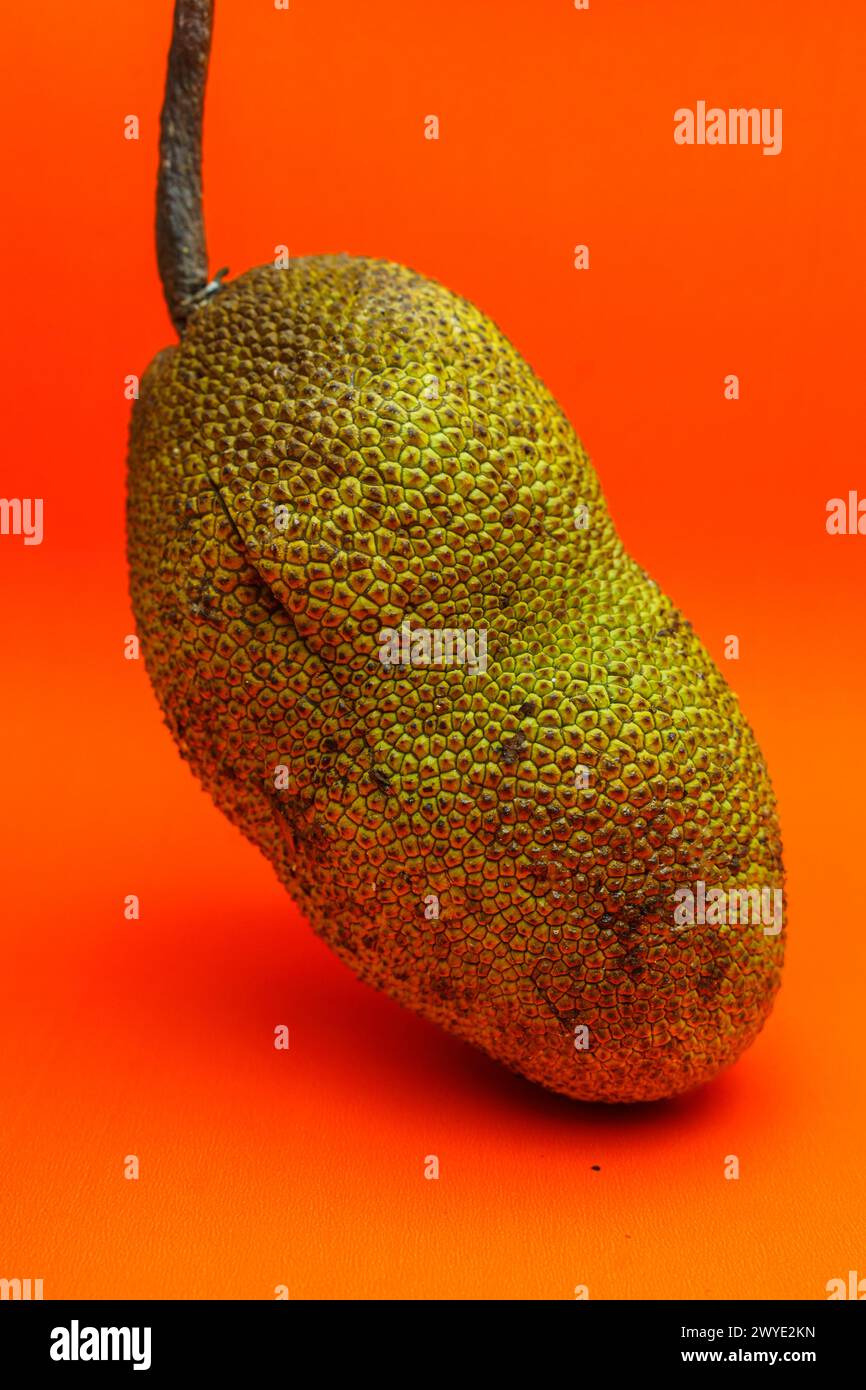 Cempedak or Artocarpus Integer, is same genus as jackfruit. It is ...