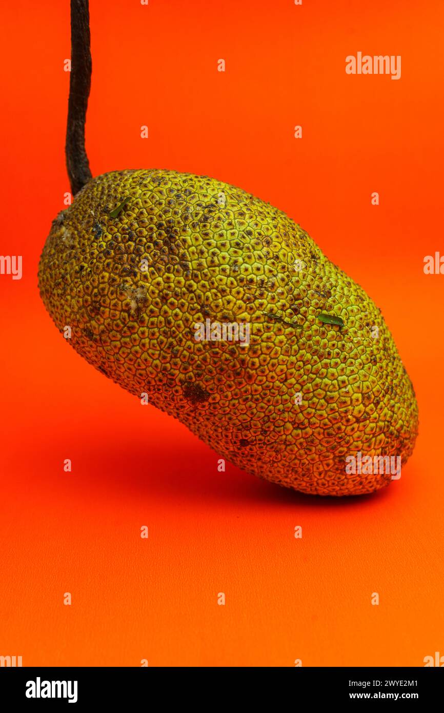 Cempedak or Artocarpus Integer, is same genus as jackfruit. It is ...