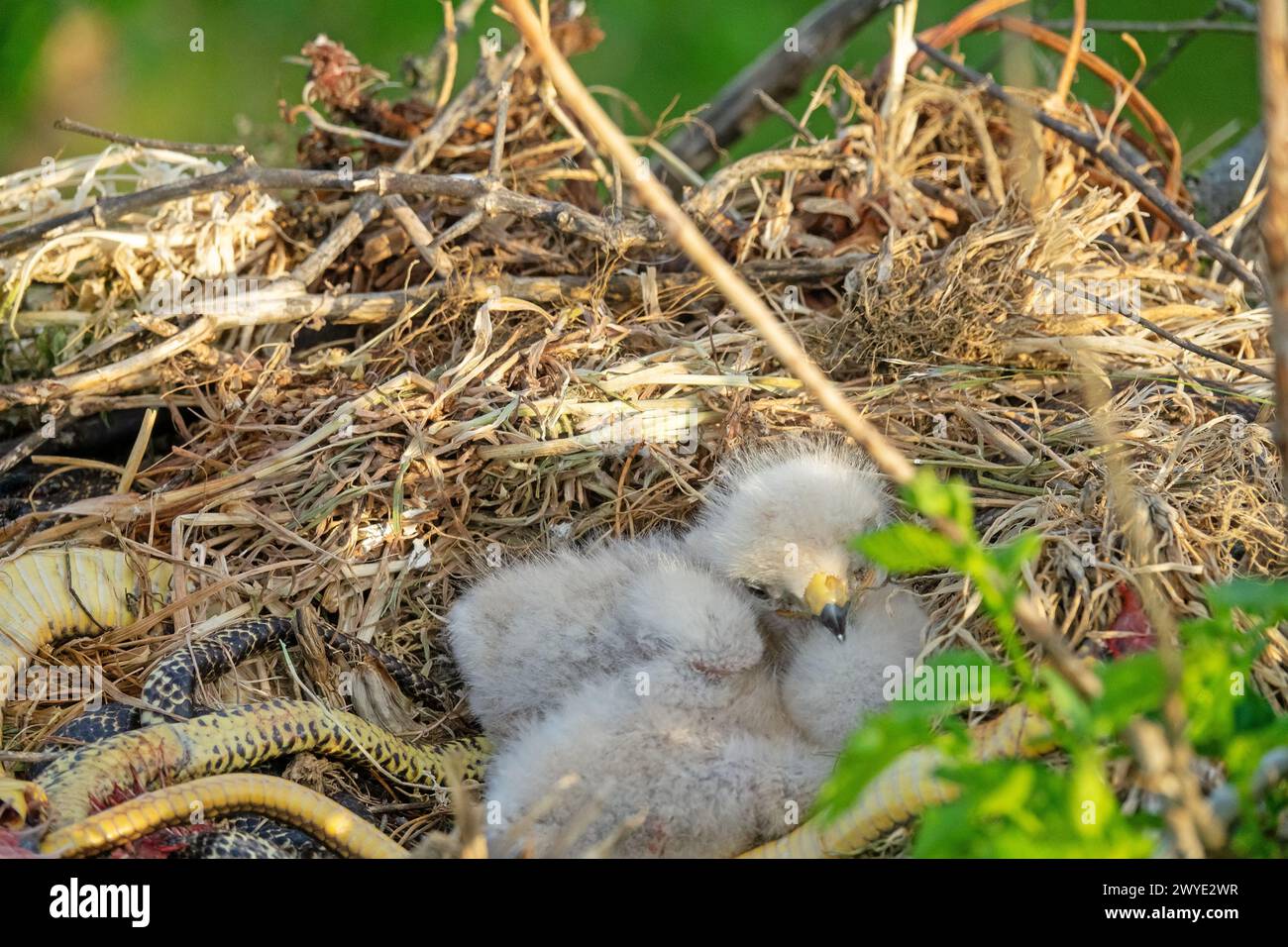 Long-legged buzzard (Buteo rufinus) nestlings are 5 days old, elder's ...