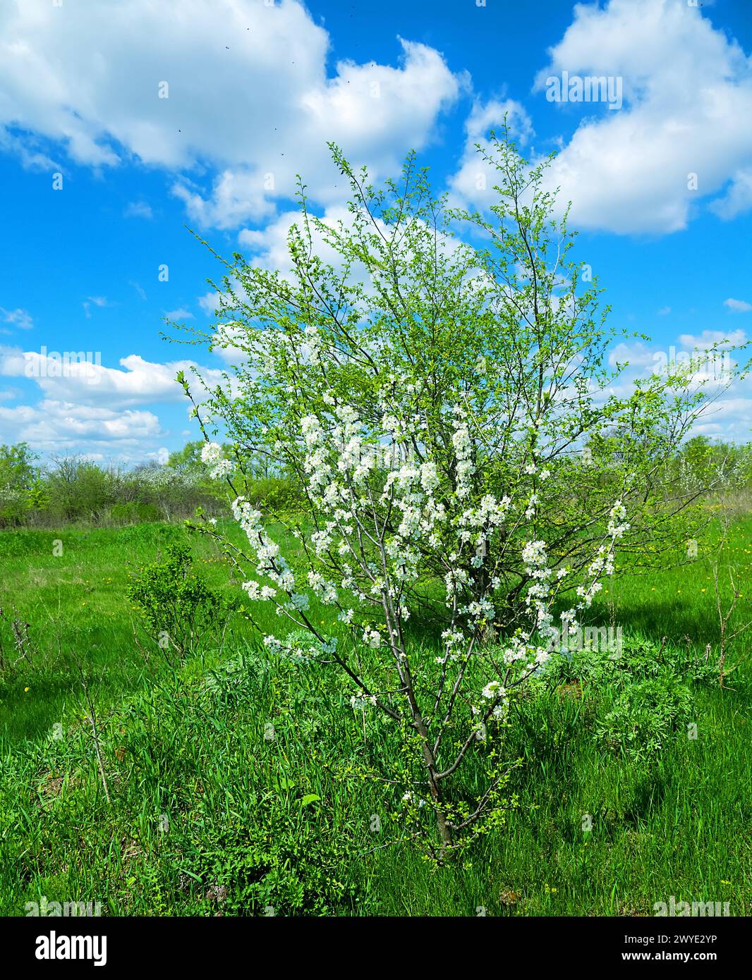Dwarf cherry apple hi-res stock photography and images - Alamy
