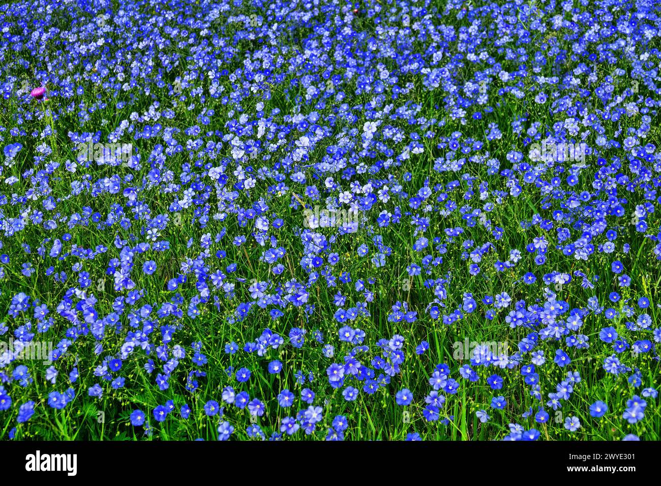 Long stalked flax hi-res stock photography and images - Alamy