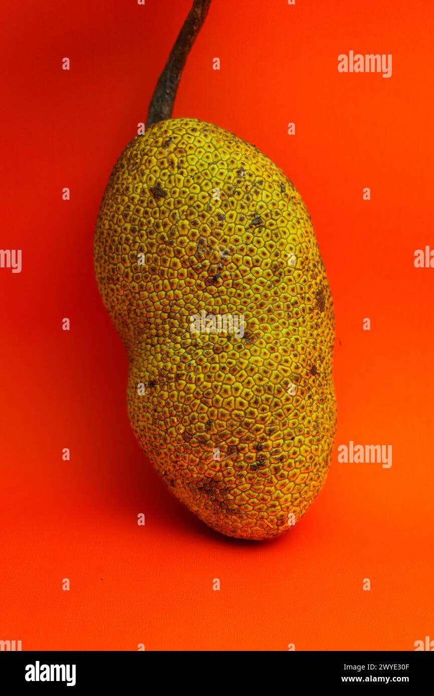 Cempedak or Artocarpus Integer, is same genus as jackfruit. It is ...