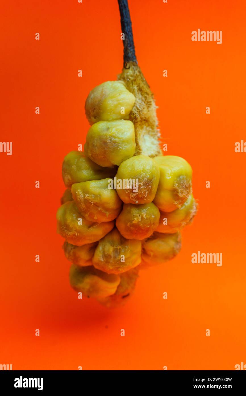 Group of fresh cempedak arils or Artocarpus Integer, and same genus as ...