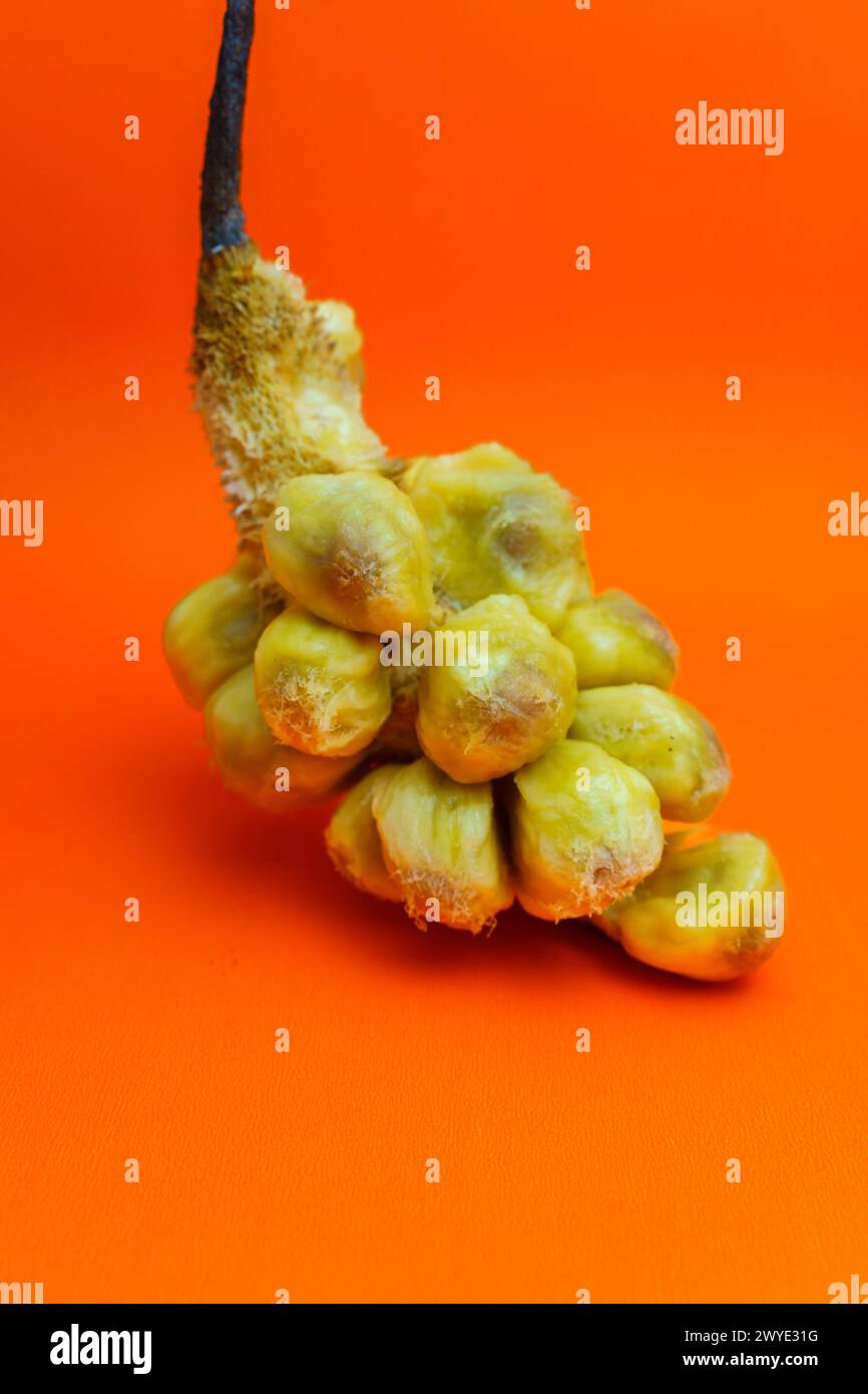 Group of fresh cempedak arils or Artocarpus Integer, and same genus as ...