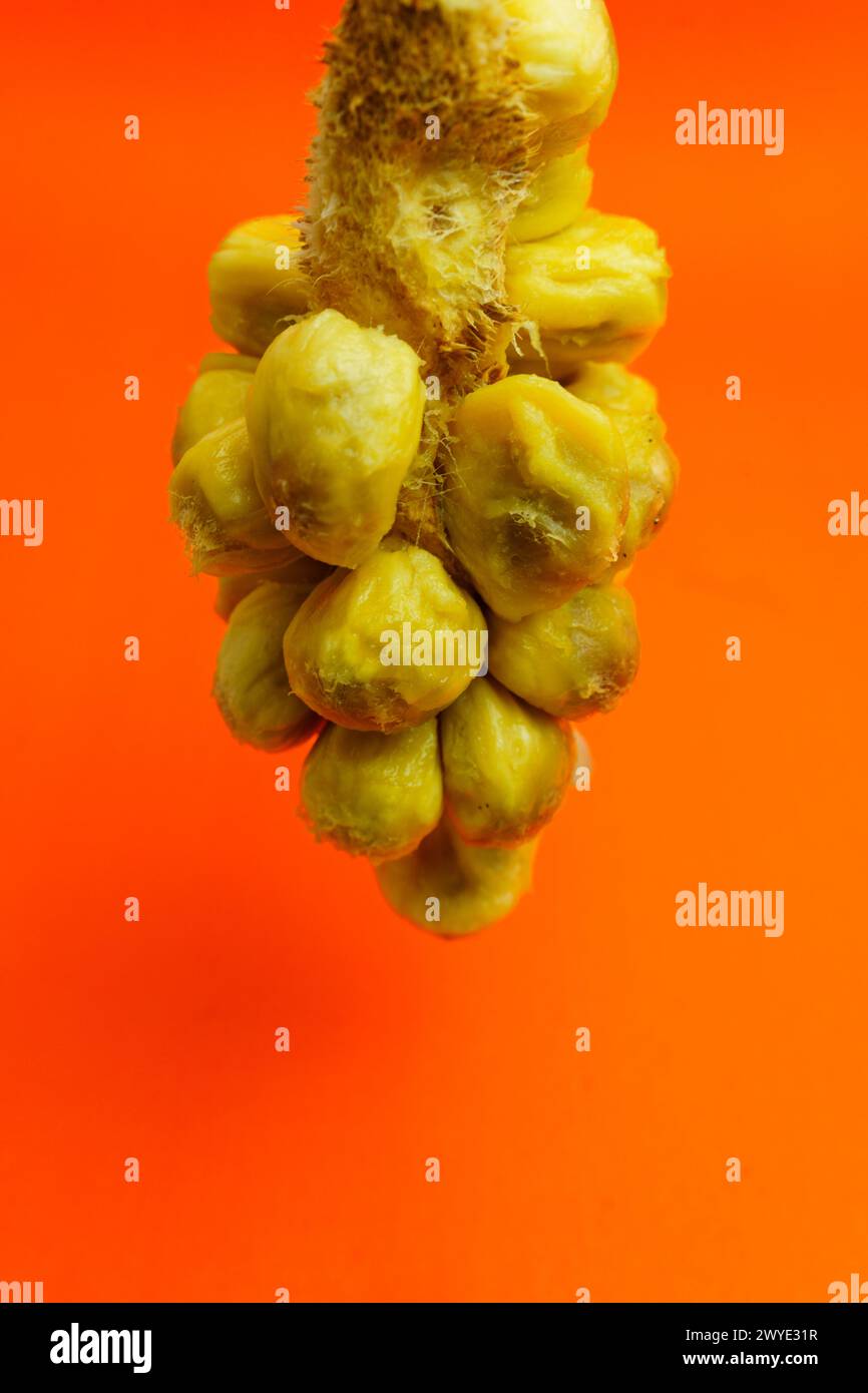 Group of fresh cempedak arils or Artocarpus Integer, and same genus as ...