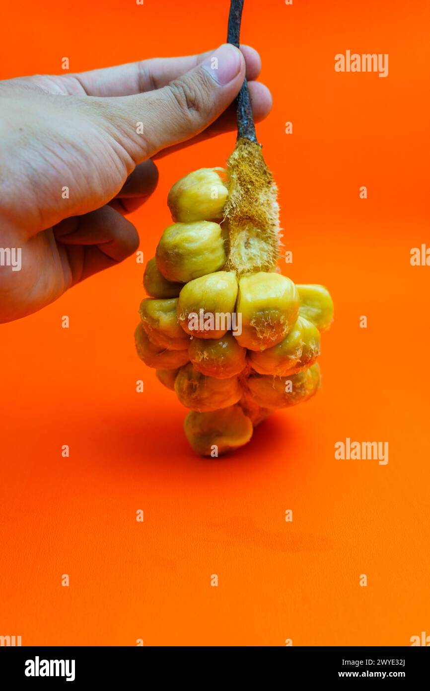 Group of fresh cempedak arils or Artocarpus Integer, and same genus as ...